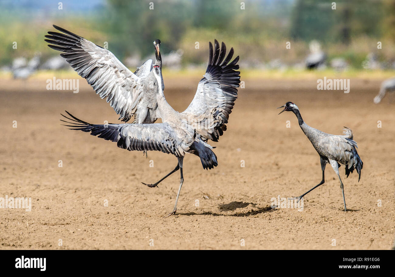 Cranes dancing in the field. The common crane (Grus grus), also known ...