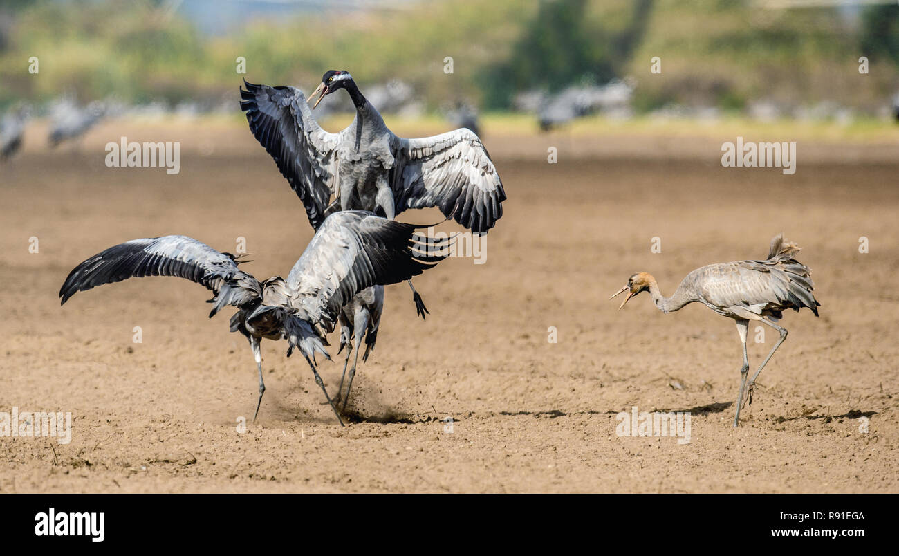 Cranes dancing in the field. The common crane (Grus grus), also known ...
