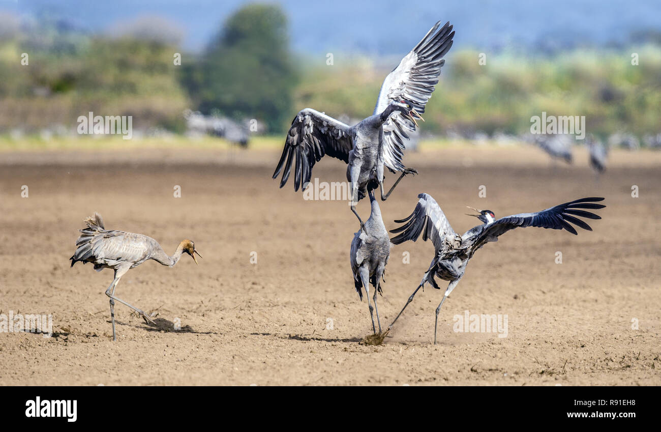 Cranes dancing in the field. The common crane (Grus grus), also known ...