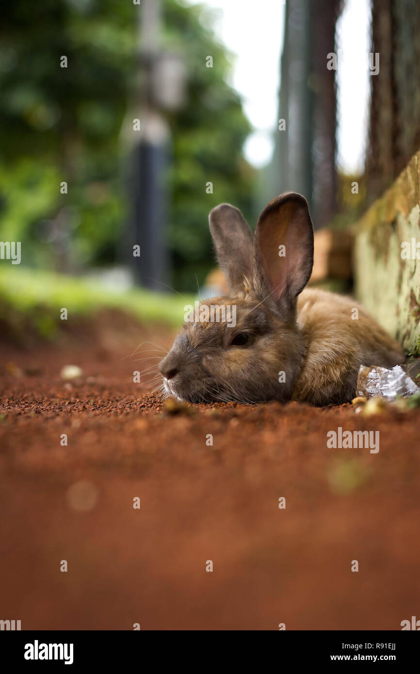 Sleep rabbits hi-res stock photography and images - Alamy