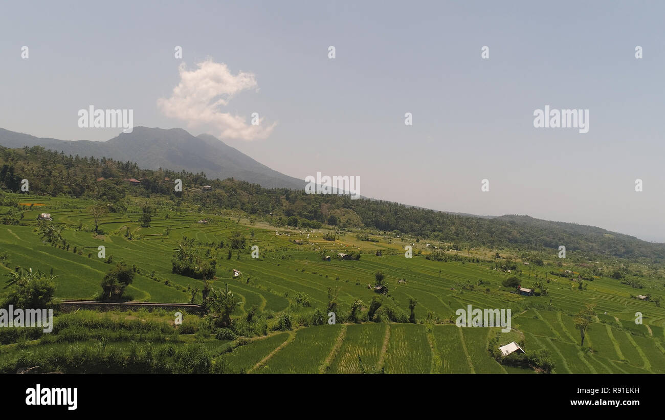rice fields, agricultural land in countryside. aerial view farmland ...