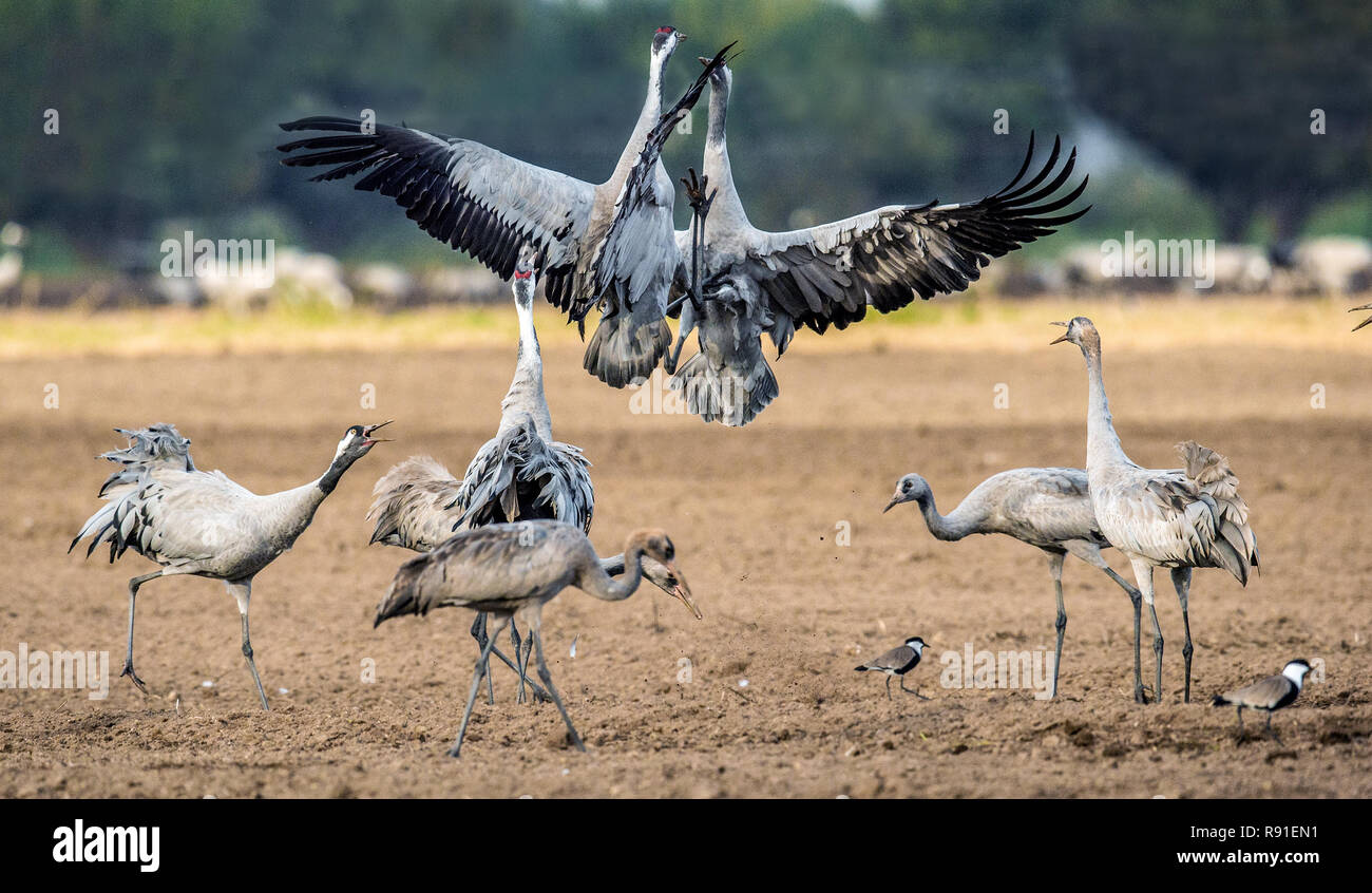 Dancing Cranes in arable field. Common Crane, Scientific name: Grus ...