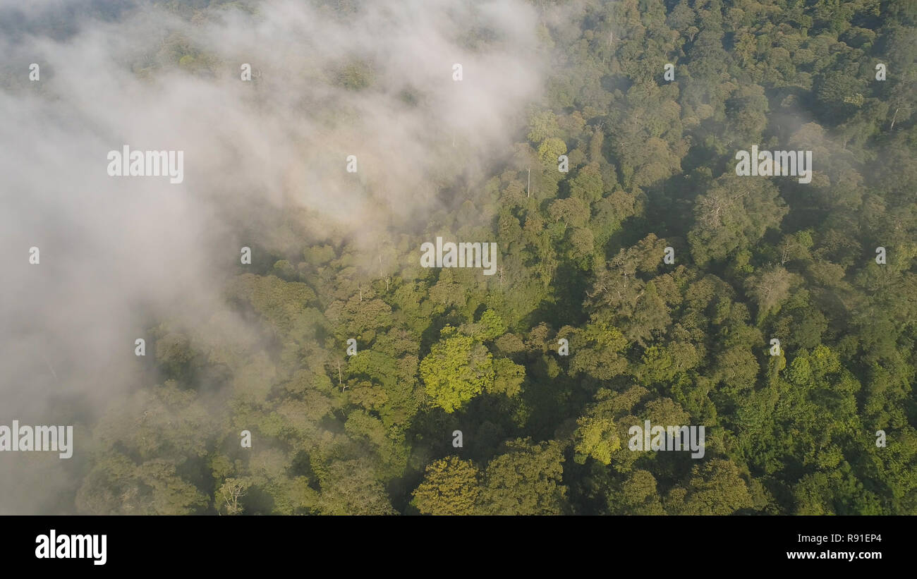 aerial view tropical forest covered clouds with lush vegetation and ...