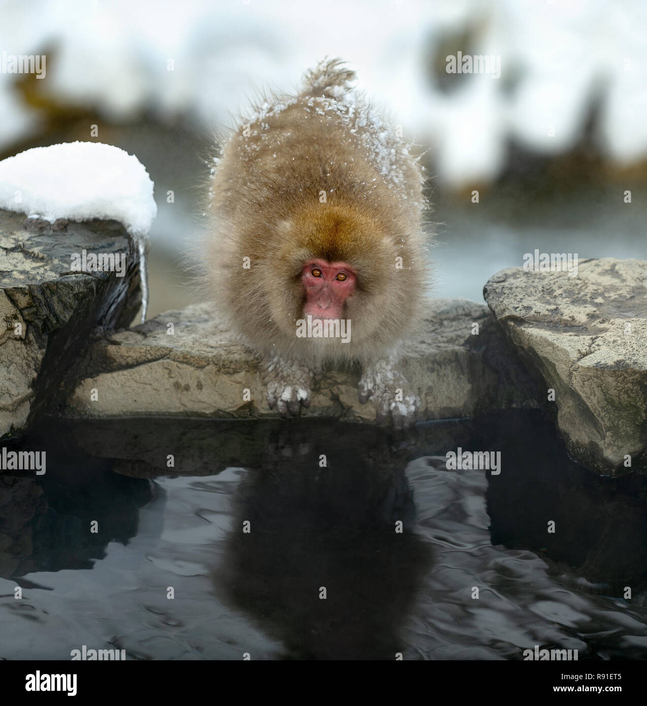 Japanese macaque near natural hot spring. The Japanese macaque ...