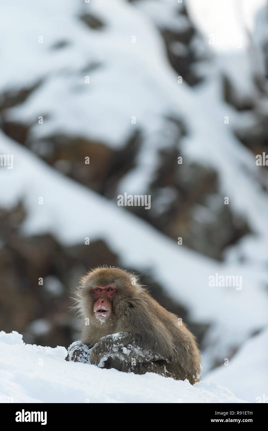 The Japanese macaque ( Scientific name: Macaca fuscata), also known as ...