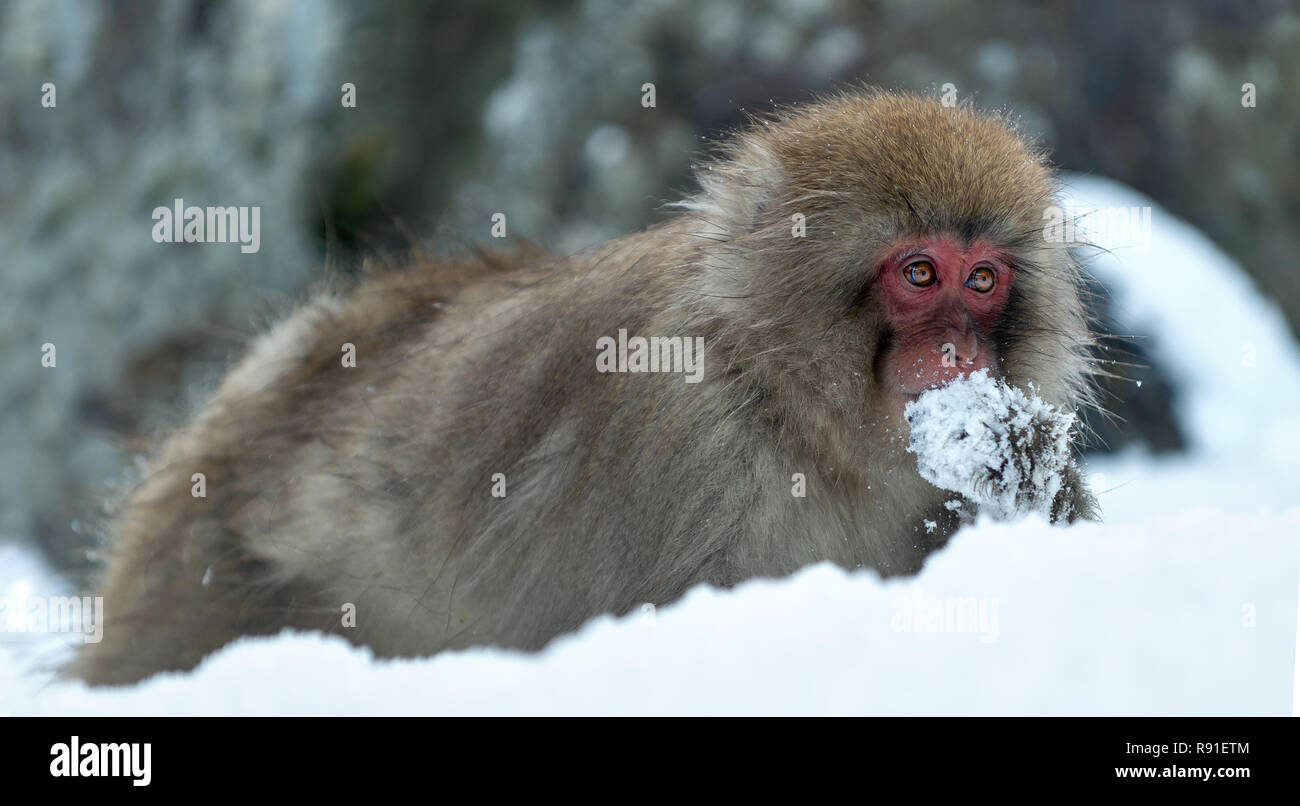 The Japanese macaque ( Scientific name: Macaca fuscata), also known as ...