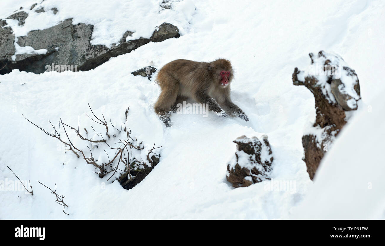 The Japanese macaque ( Scientific name: Macaca fuscata), also known as ...