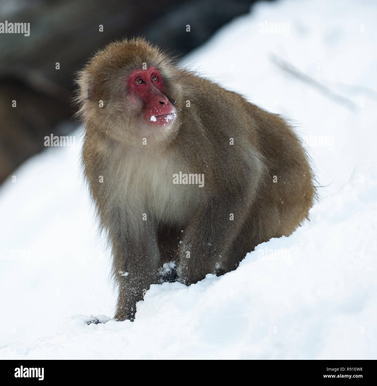 The Japanese macaque ( Scientific name: Macaca fuscata), also known as ...