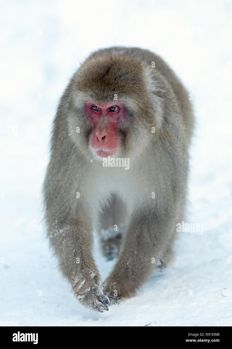 The Japanese macaque ( Scientific name: Macaca fuscata), also known as ...