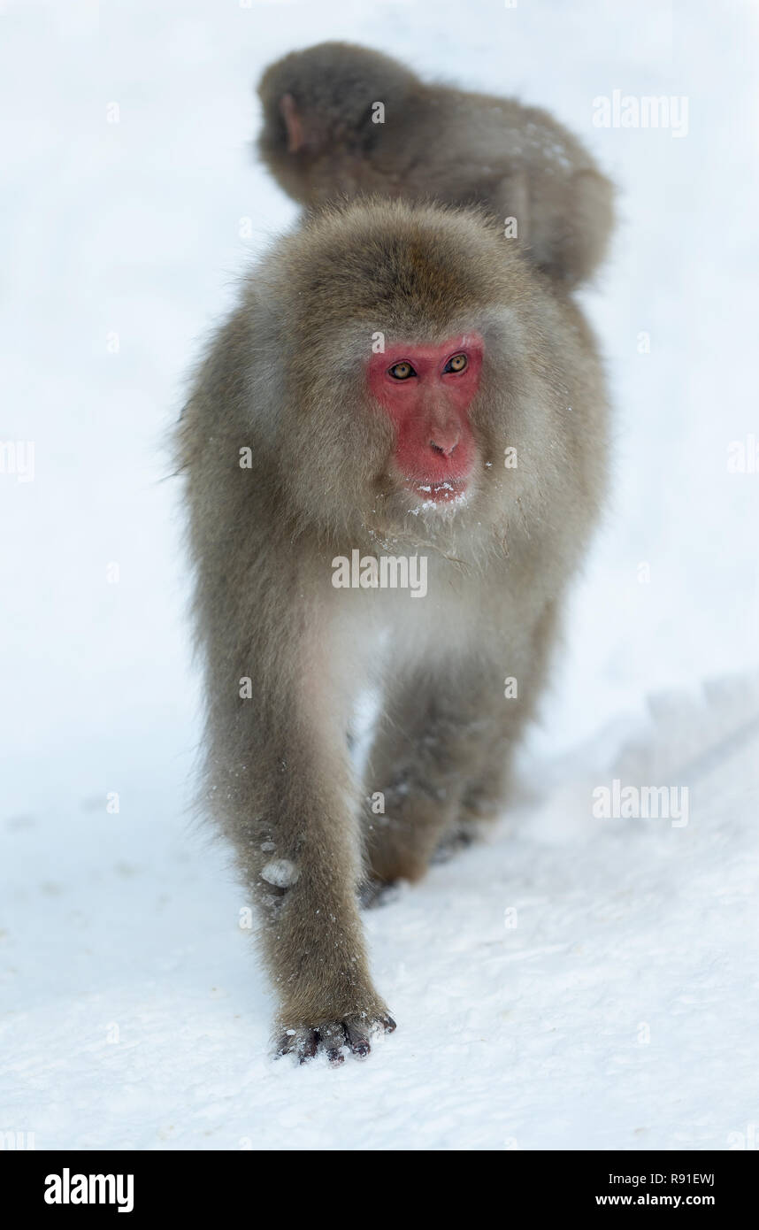 Cub on Japanese macaque`s back. The Japanese macaque ( Scientific name ...