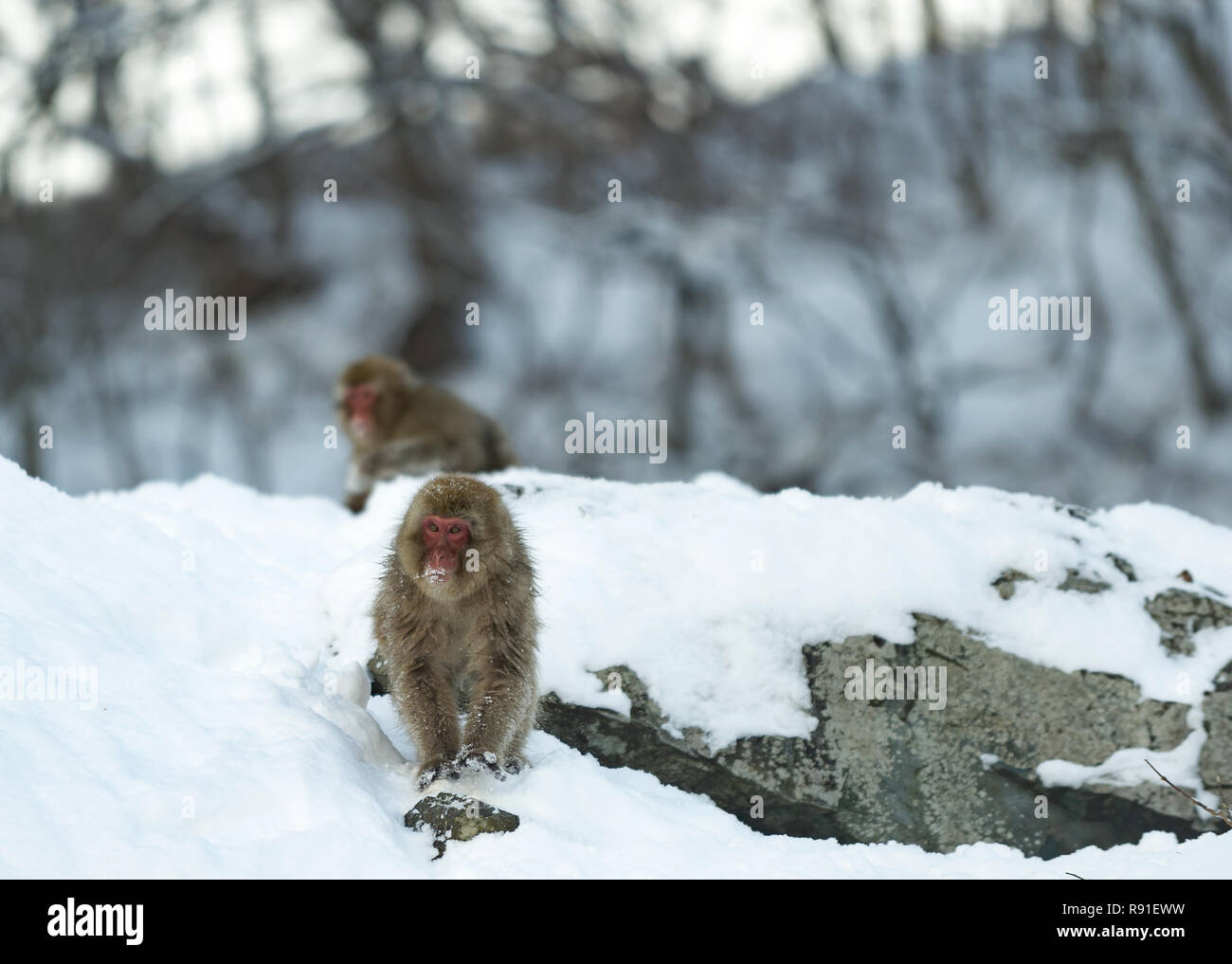 The Japanese macaque ( Scientific name: Macaca fuscata), also known as ...