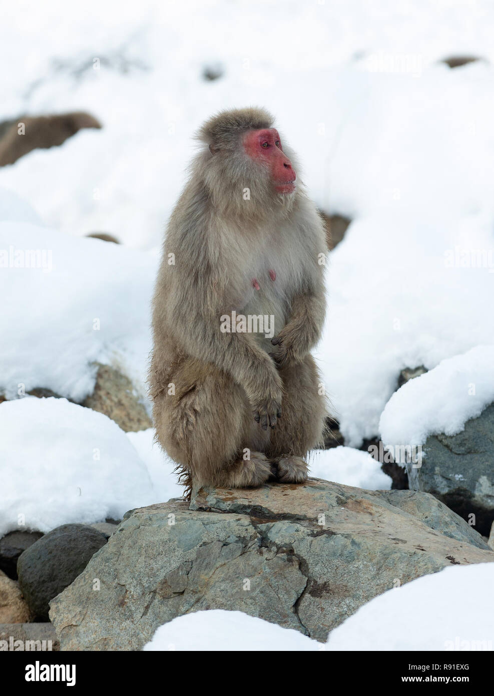 The Japanese macaque ( Scientific name: Macaca fuscata), also known as ...