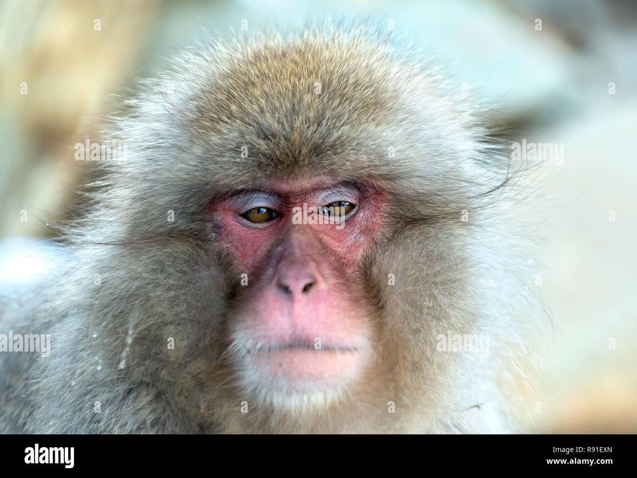 The Japanese macaque ( Scientific name: Macaca fuscata), also known as ...