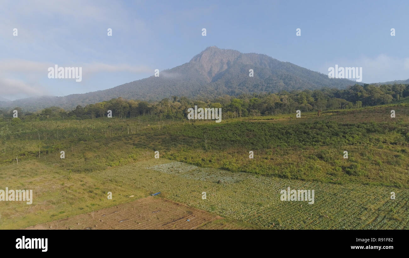 tropical landscape mountains with farmlands, fields with crops, trees ...