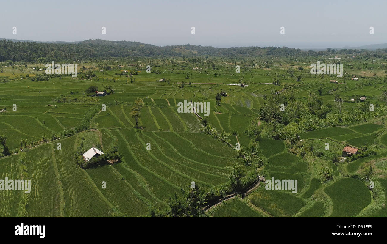 rice fields, agricultural land in countryside. aerial view farmland ...