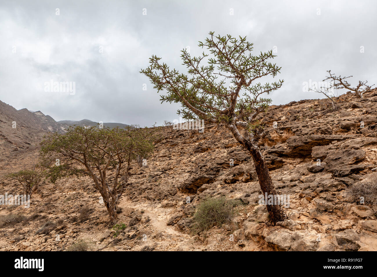 Frankincense trees near Salalah in the southern Dhofar Province in Oman ...