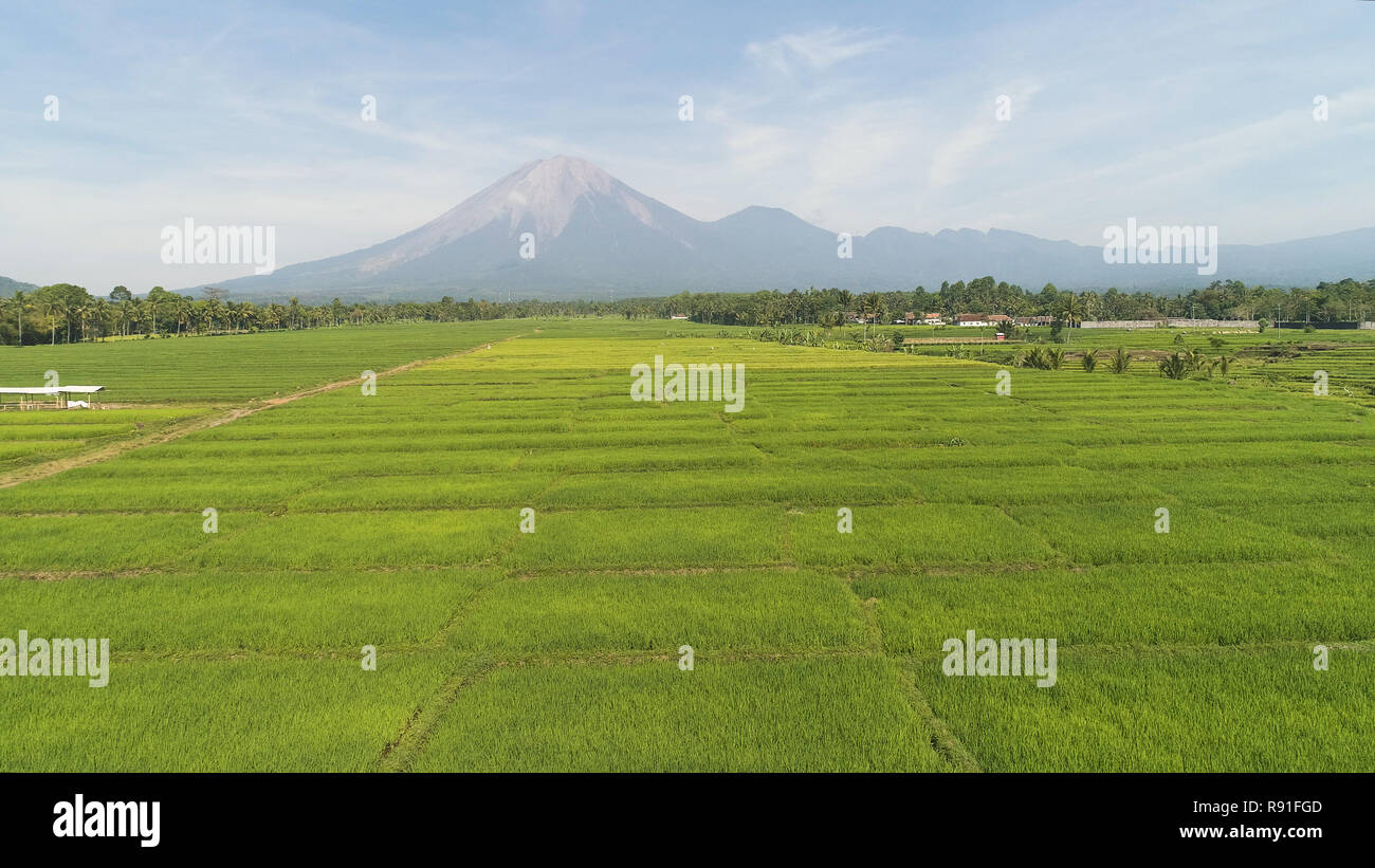 tropical landscape rice fields, mountains, palm trees. aerial view ...
