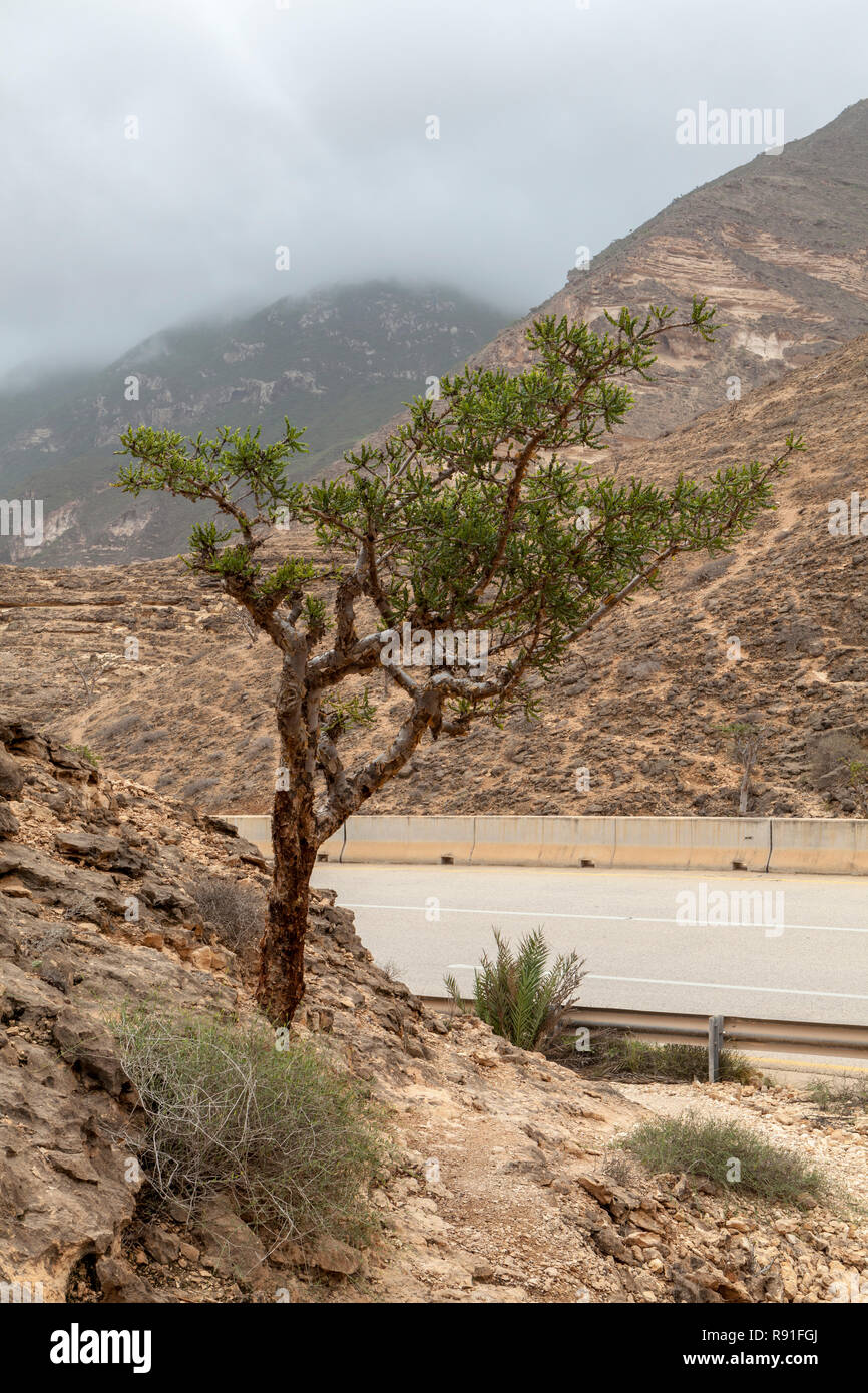 Frankincense trees near Salalah in the southern Dhofar Province in Oman ...
