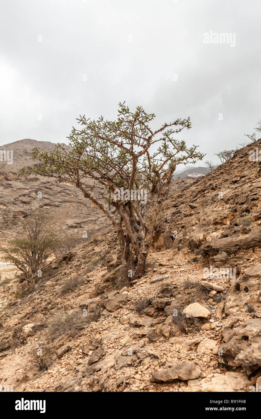 Frankincense trees in oman hi-res stock photography and images - Alamy
