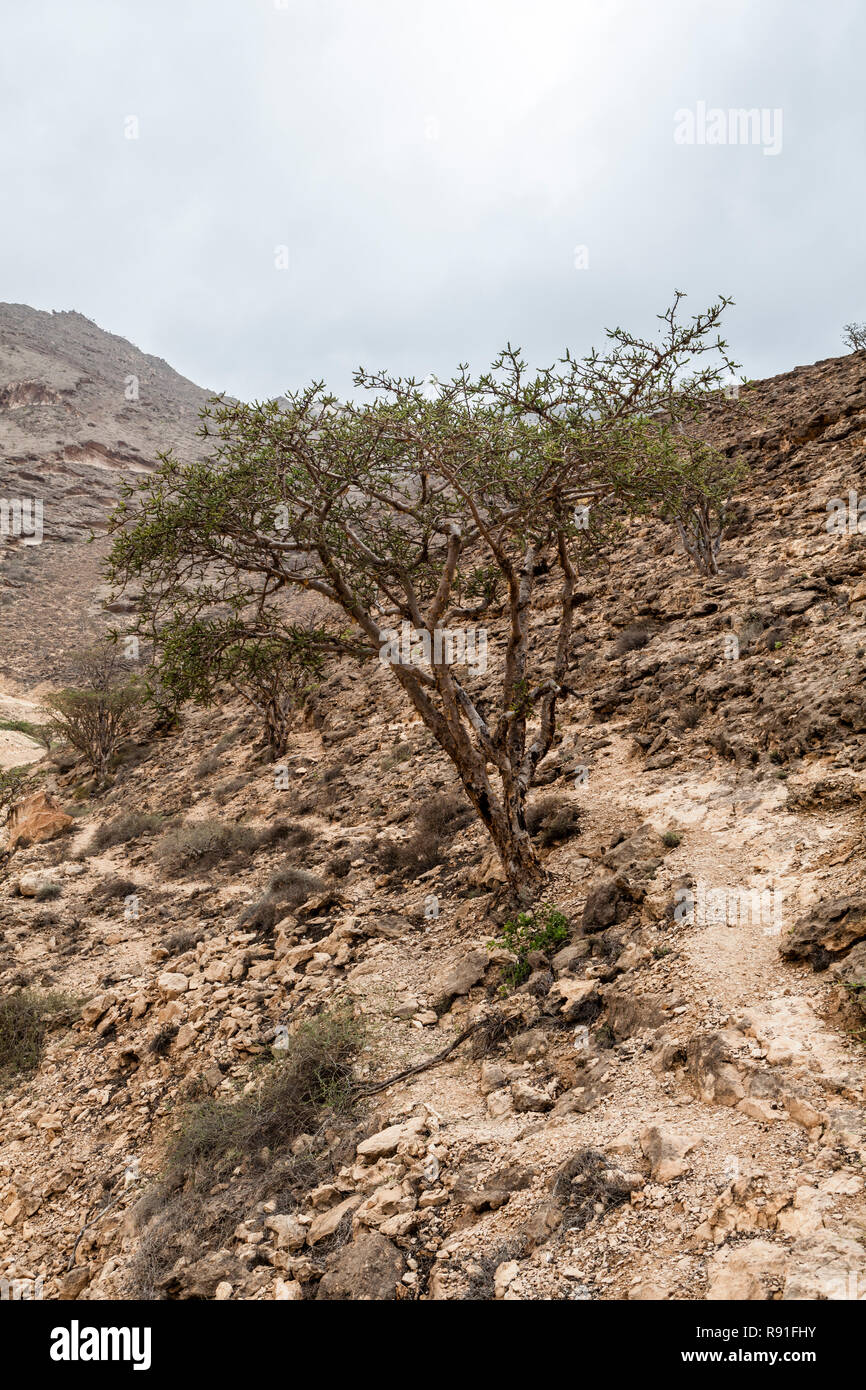 Frankincense Trees In Oman High Resolution Stock Photography and Images ...