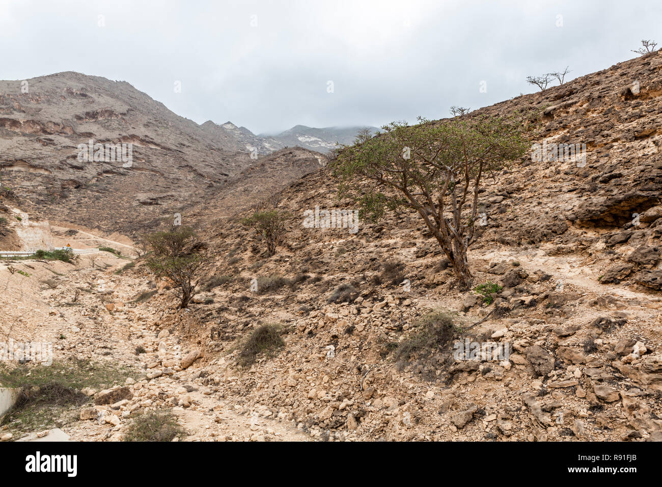 Frankincense trees near Salalah in the southern Dhofar Province in Oman ...