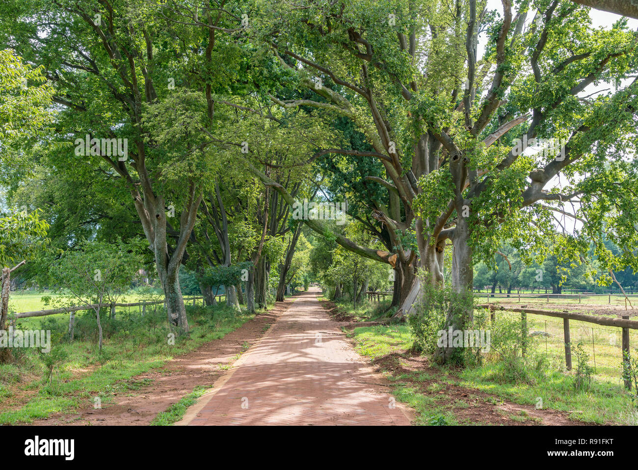 Irene Dairy Farm is a working dairy farm in Irene, Pretoria, where ...