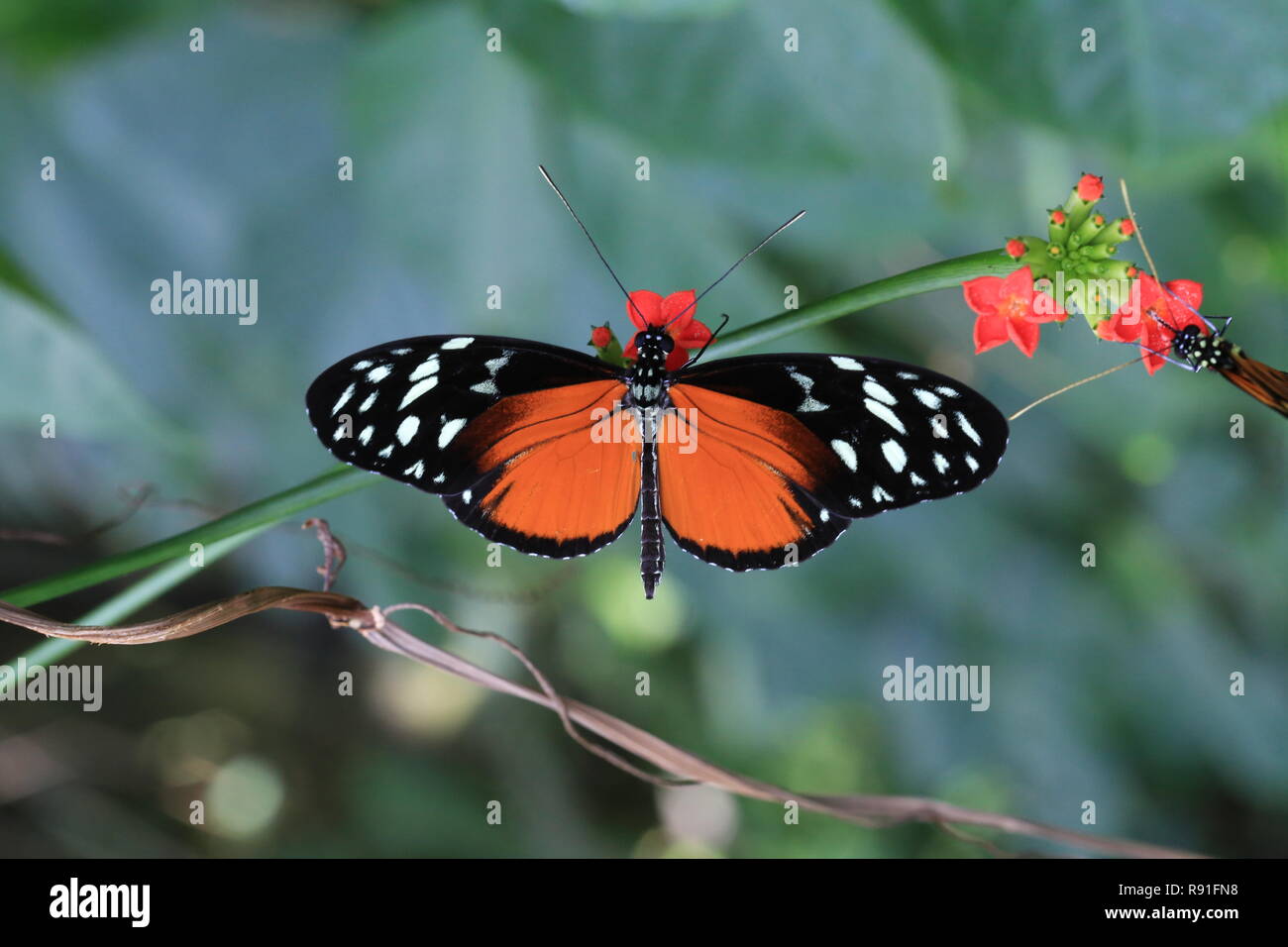 Dorsal view of a Butterfly insect On a Flower Stock Photo - Alamy
