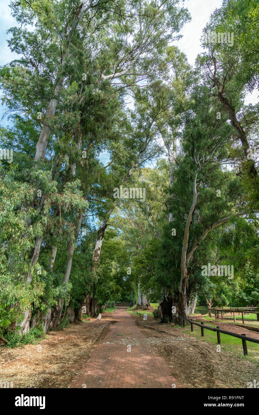 Irene Dairy Farm is a working dairy farm in Irene, Pretoria, where ...