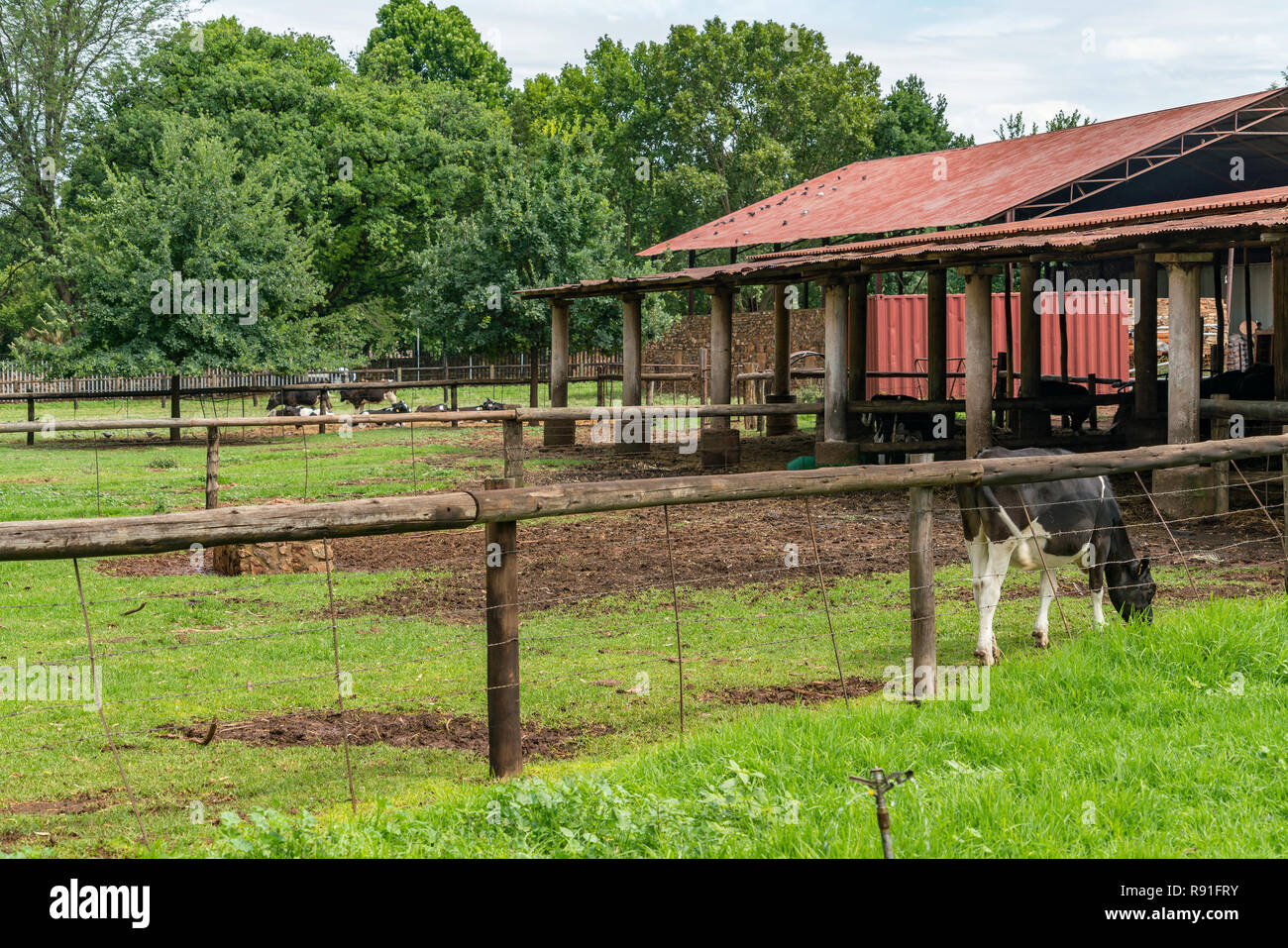 Irene Dairy Farm is a working dairy farm in Irene, Pretoria, where ...