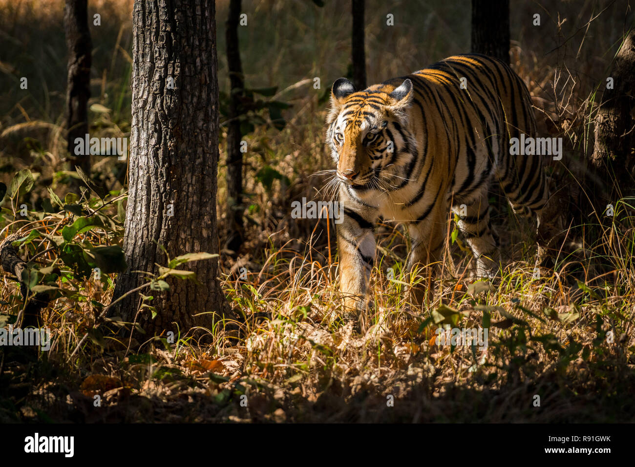 A sub-adult female tiger on a territory marking in a winter morning at ...