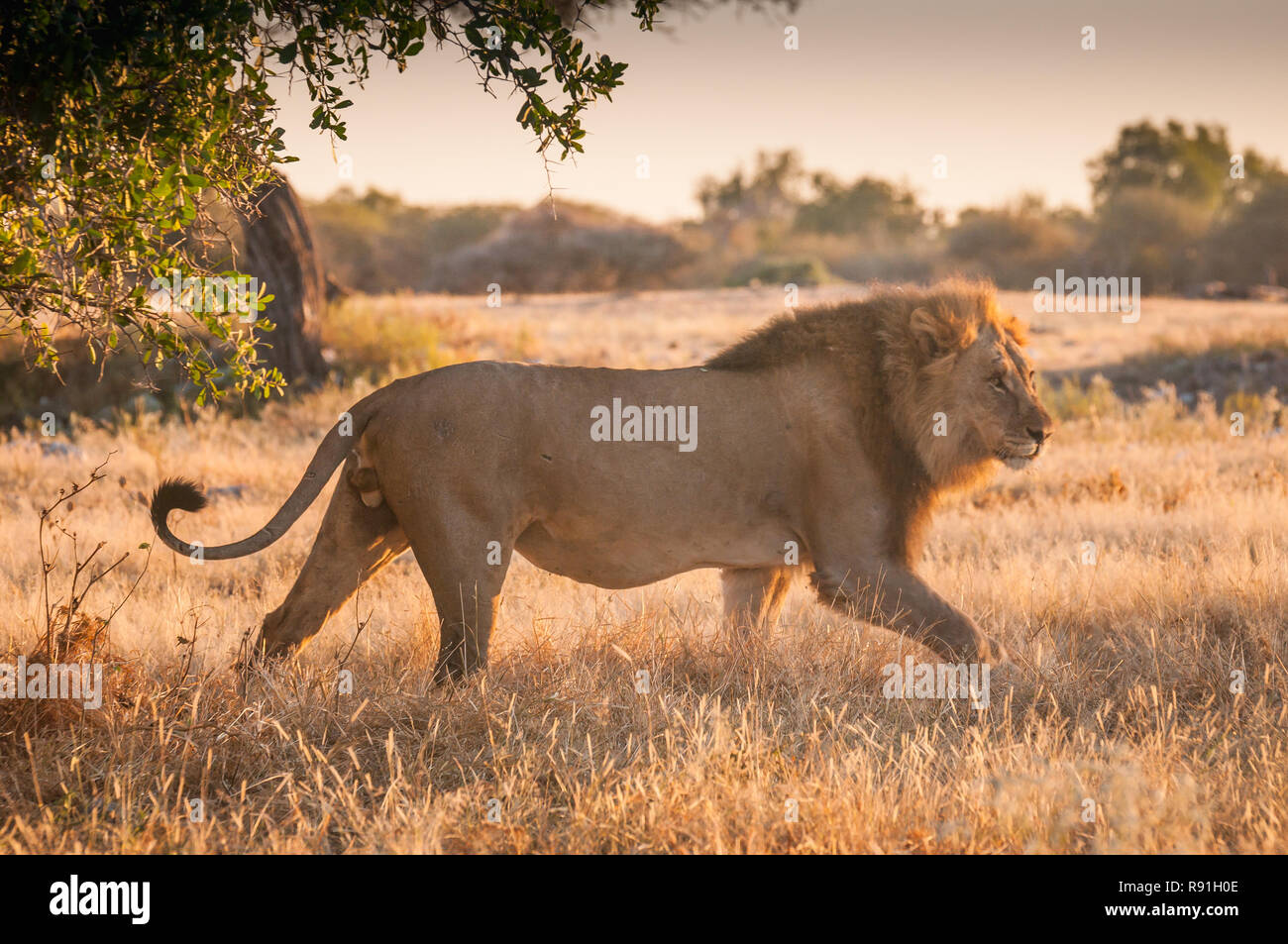 Big male lion early in morning Stock Photo - Alamy