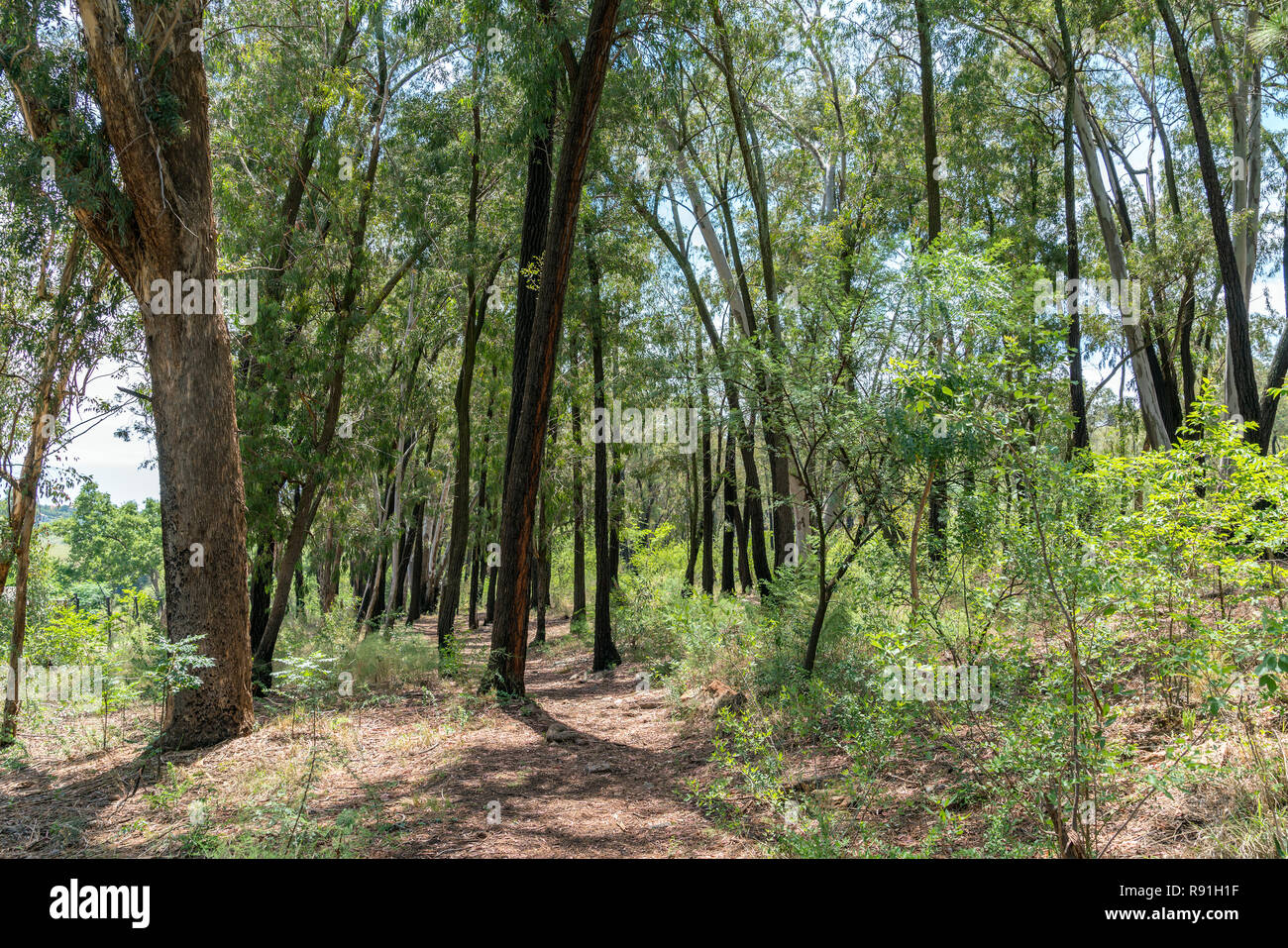 Smuts house museum is the historic residence of General Jannie Smuts, a ...
