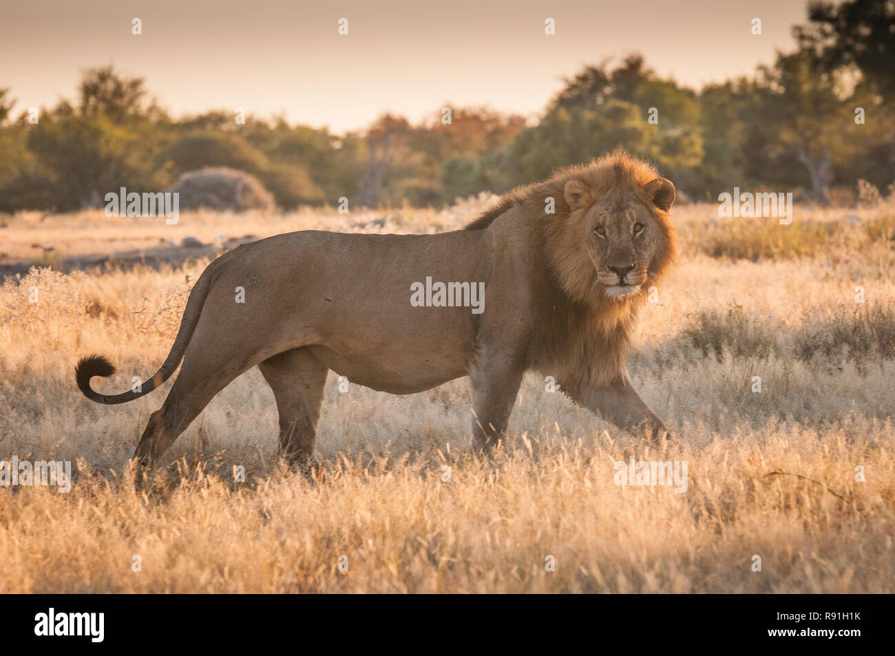 Big male lion early in morning Stock Photo - Alamy