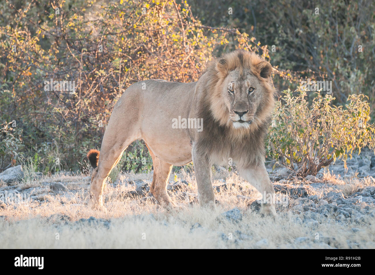 Big male lion hi-res stock photography and images - Alamy