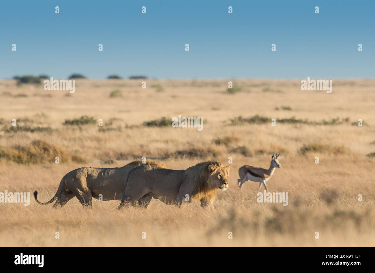 Big male lions and springbok at the savanna Stock Photo - Alamy