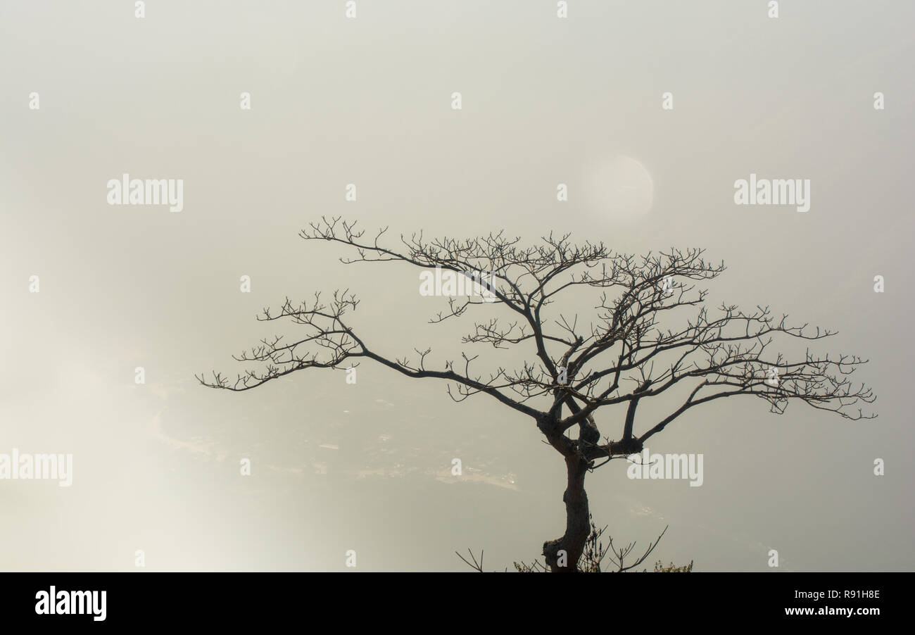 Leaf Less Tree High Resolution Stock Photography and Images - Alamy