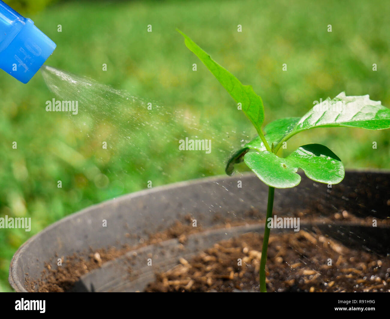 watering a seedling of trumpet rose tree planted on a plastic black pot ...