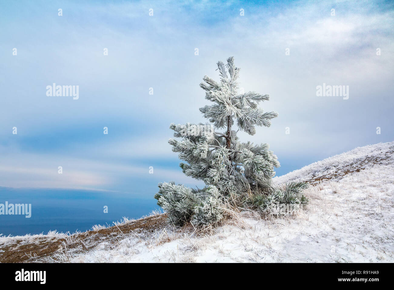 Mountain spruce tree hi-res stock photography and images - Alamy