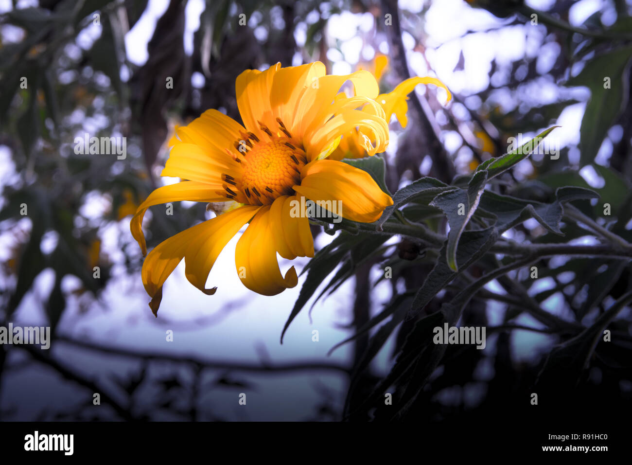 Soft Bright yellow beautiful flower from pokhara Stock Photo - Alamy