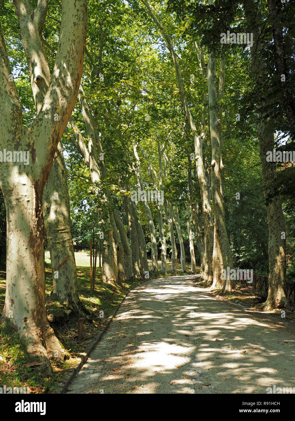 Mature plane trees hi-res stock photography and images - Alamy