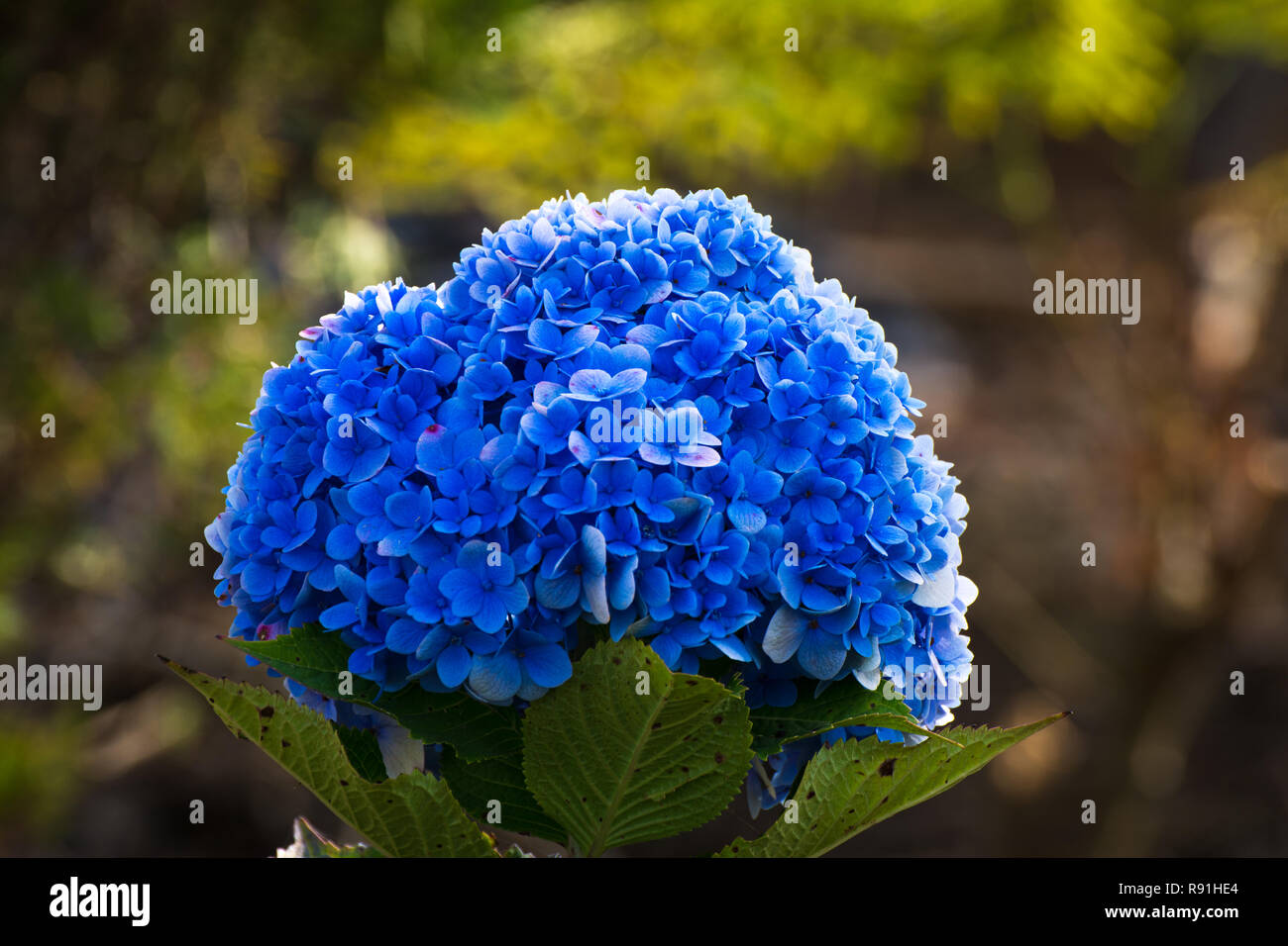Beautiful soft Unique color Ink Blue flower Stock Photo - Alamy