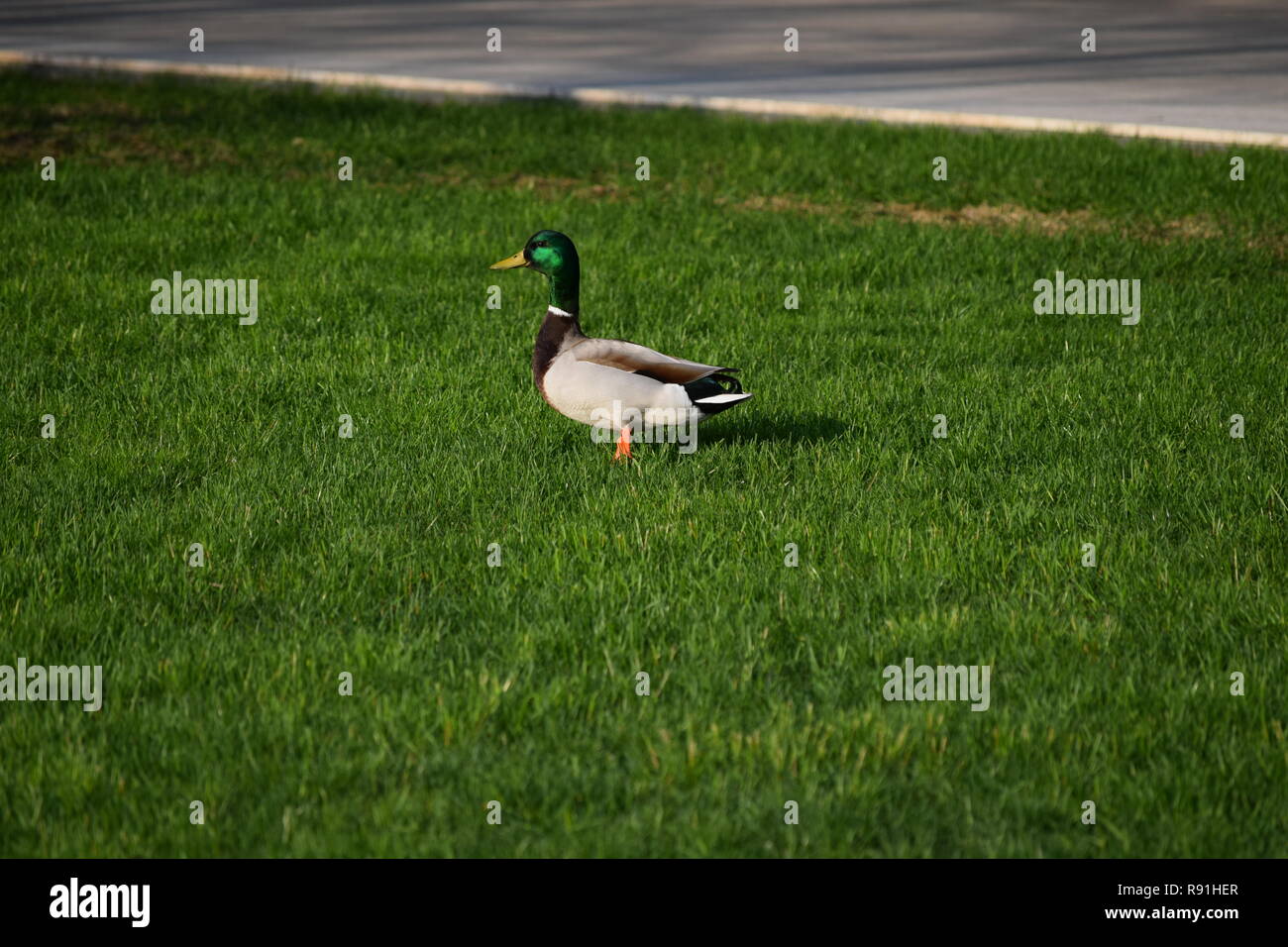 Duck was waiting until we will capture her Stock Photo - Alamy