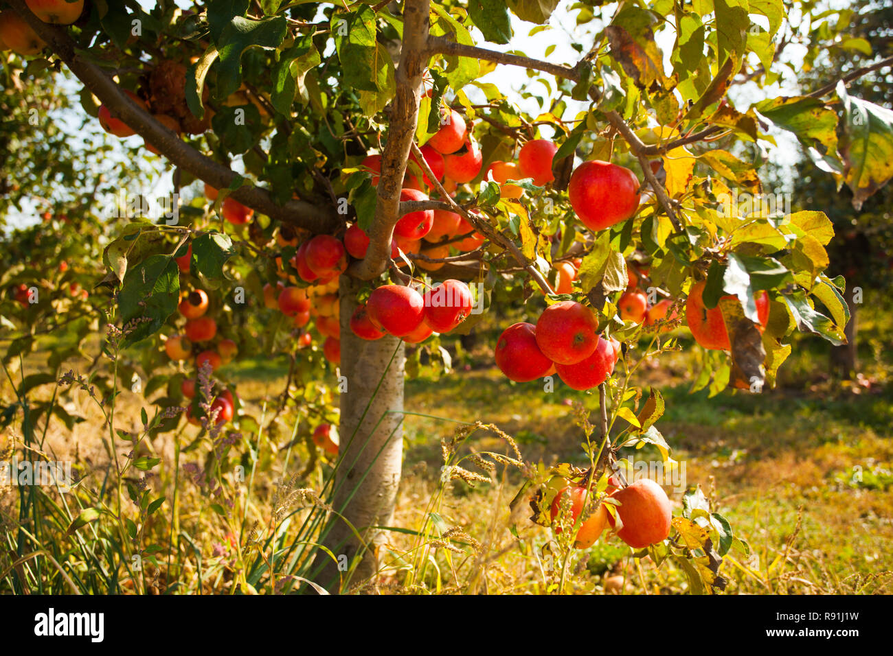 Close view of apple tree with fruits Stock Photo - Alamy