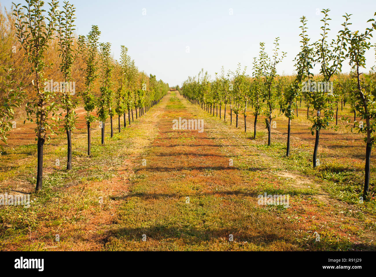 Perspective view straight rows hi-res stock photography and images - Alamy