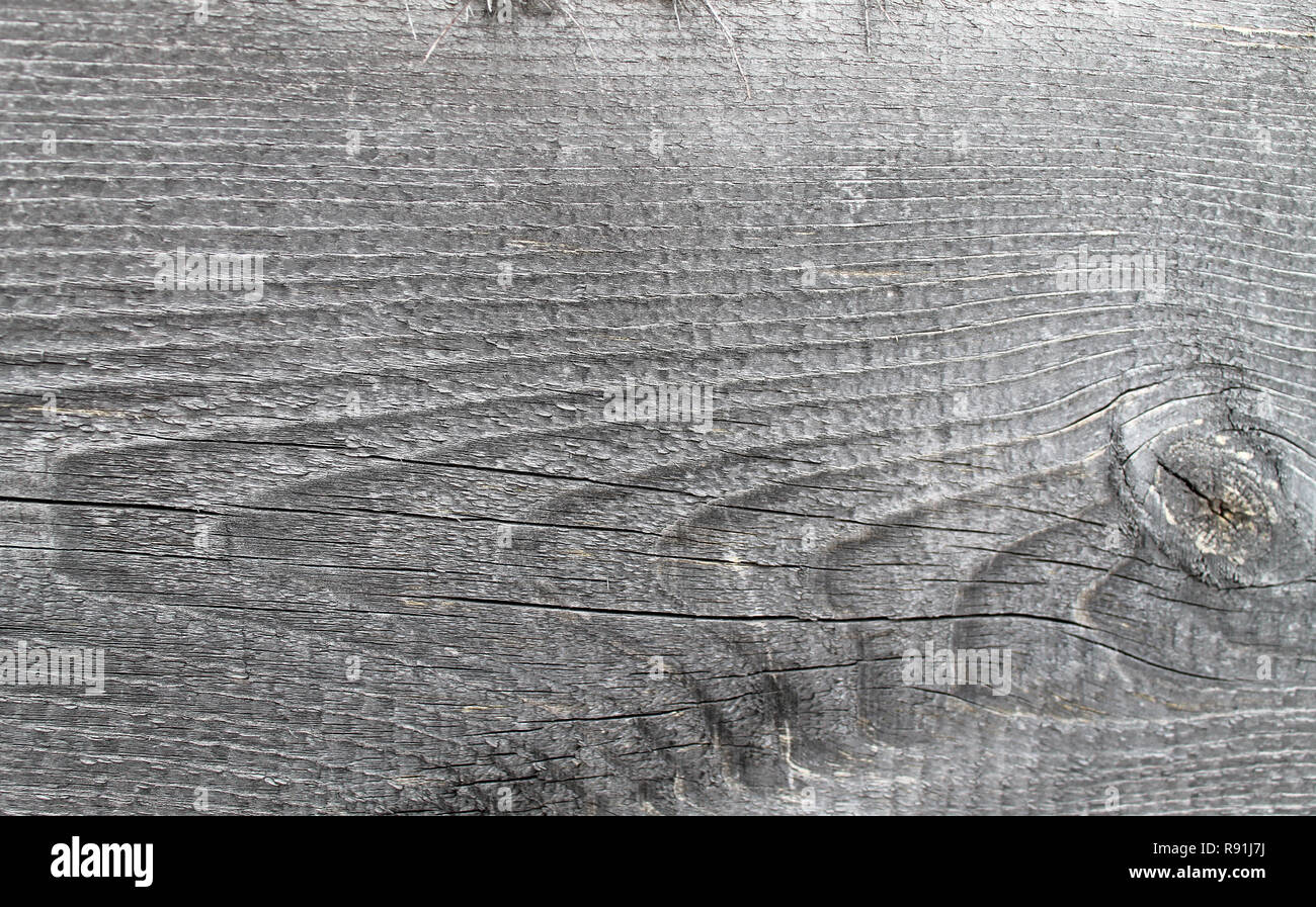 The old wood texture with natural patterns. Inside the tree background ...