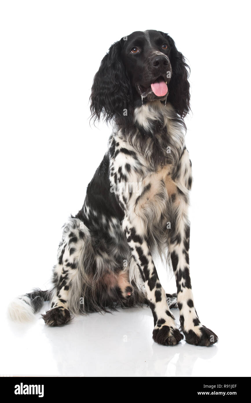 Munsterlander dog sitting on white background Stock Photo - Alamy