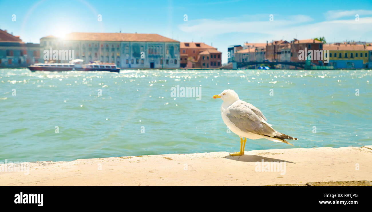 Venetian seagull hi-res stock photography and images - Alamy