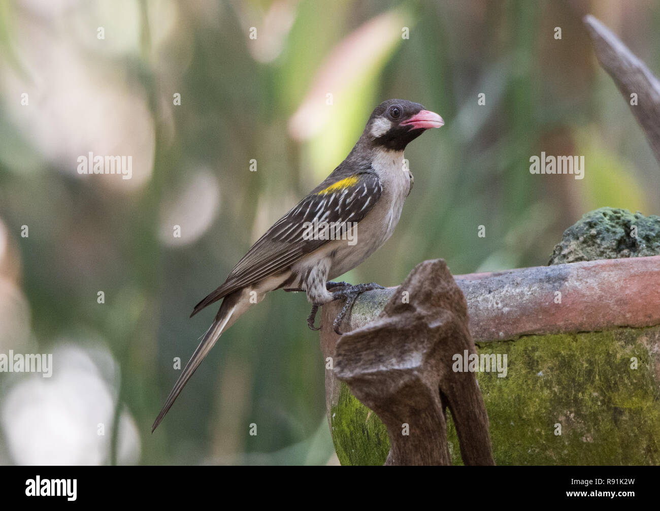 Greater Honeyguide (Indicator indicator Stock Photo - Alamy