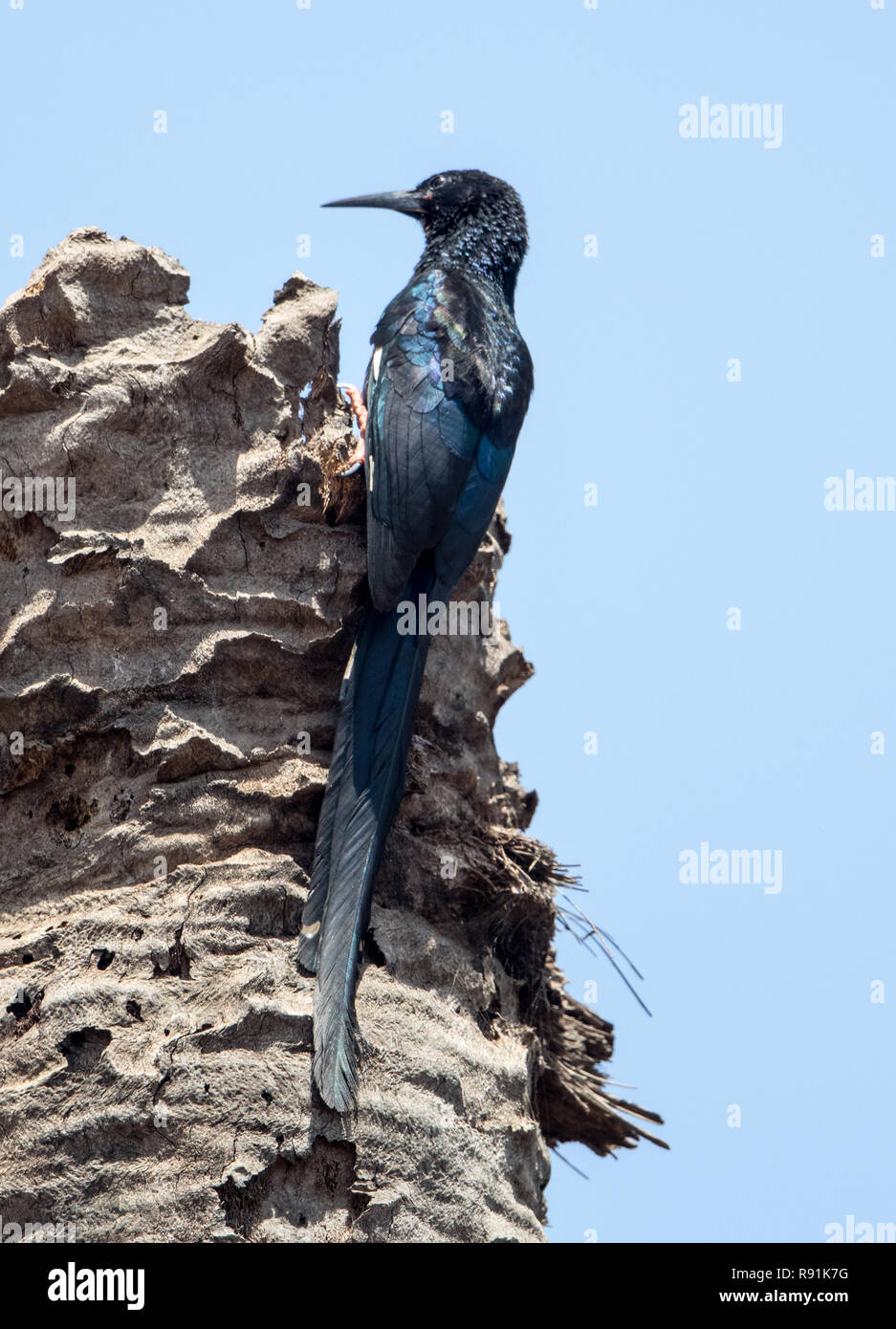 Green wood hoopoe hi-res stock photography and images - Alamy