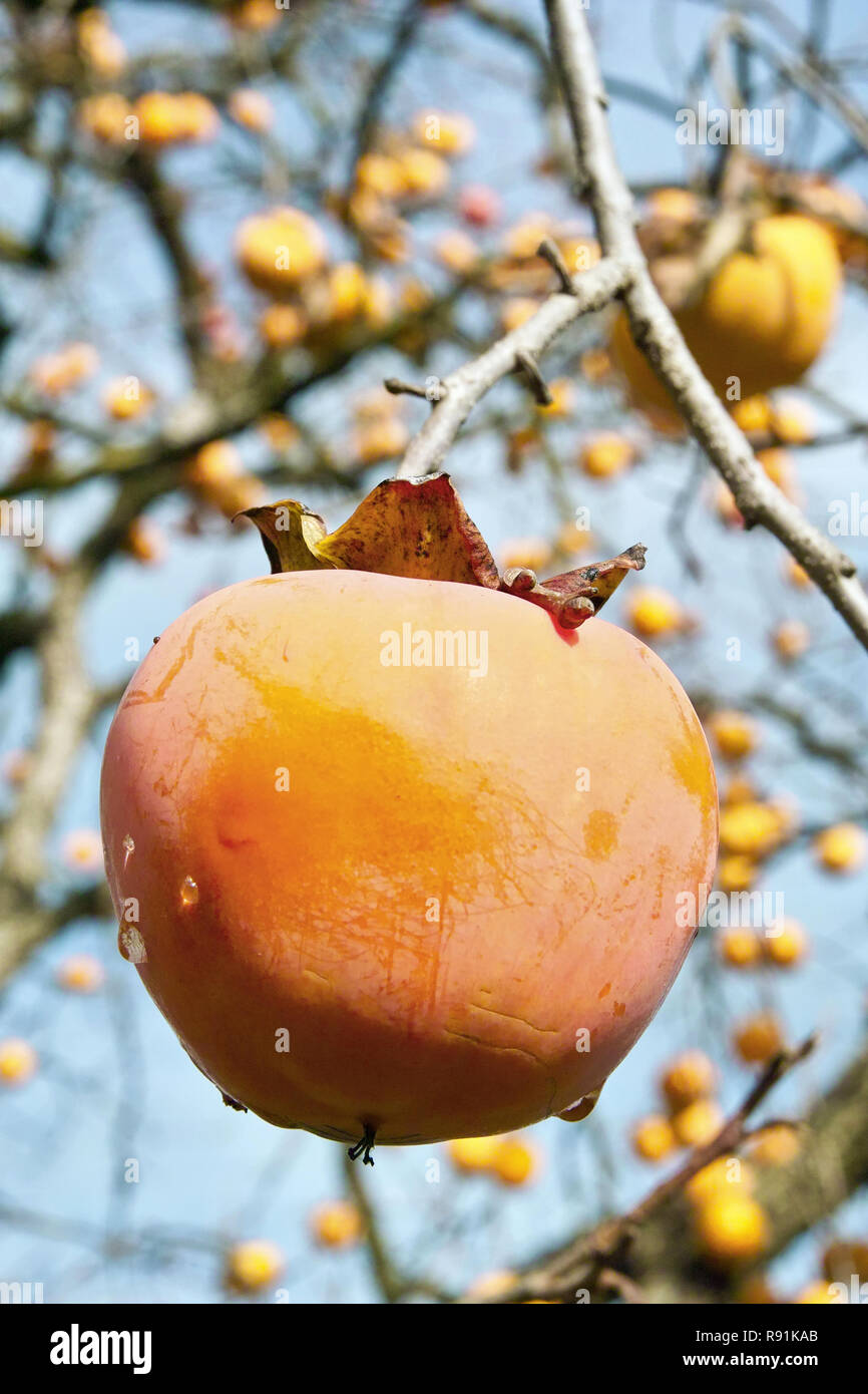 Japanese persimmon oriental persimmon hi-res stock photography and ...